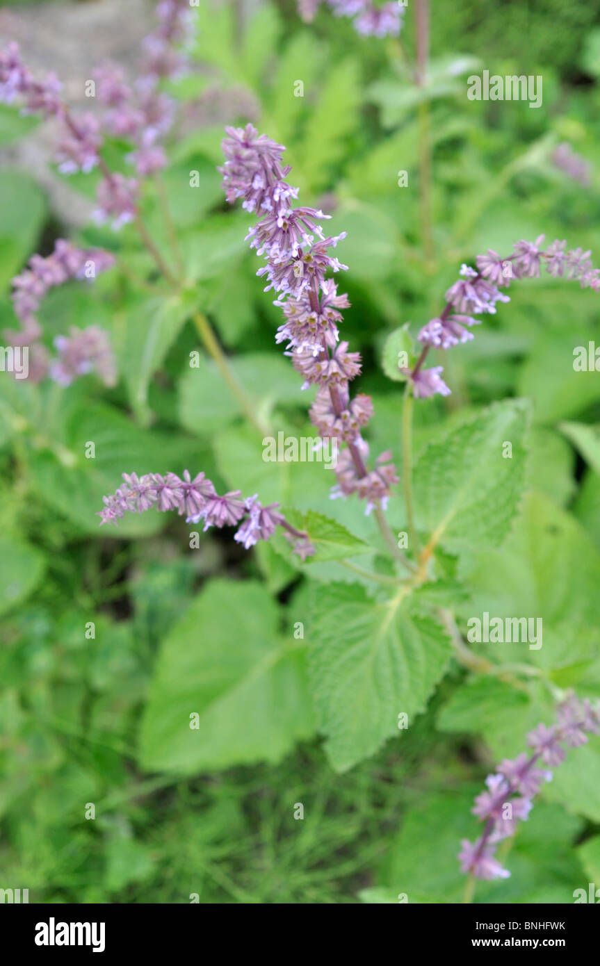 Whorled sage (Salvia verticillata Stock Photo - Alamy