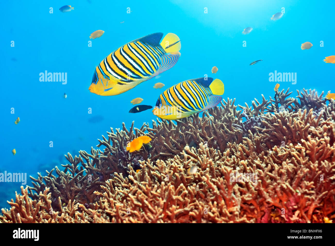 Angelfishes hi-res stock photography and images - Alamy