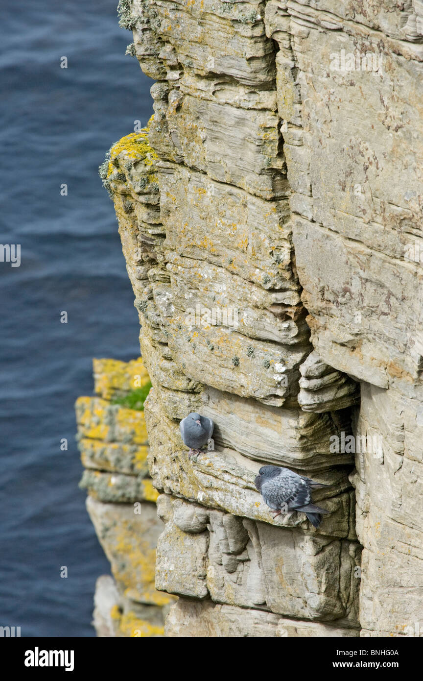 Rock Dove - Pair on Cliff Columba livia Marwick Head RSPB Reserve ...