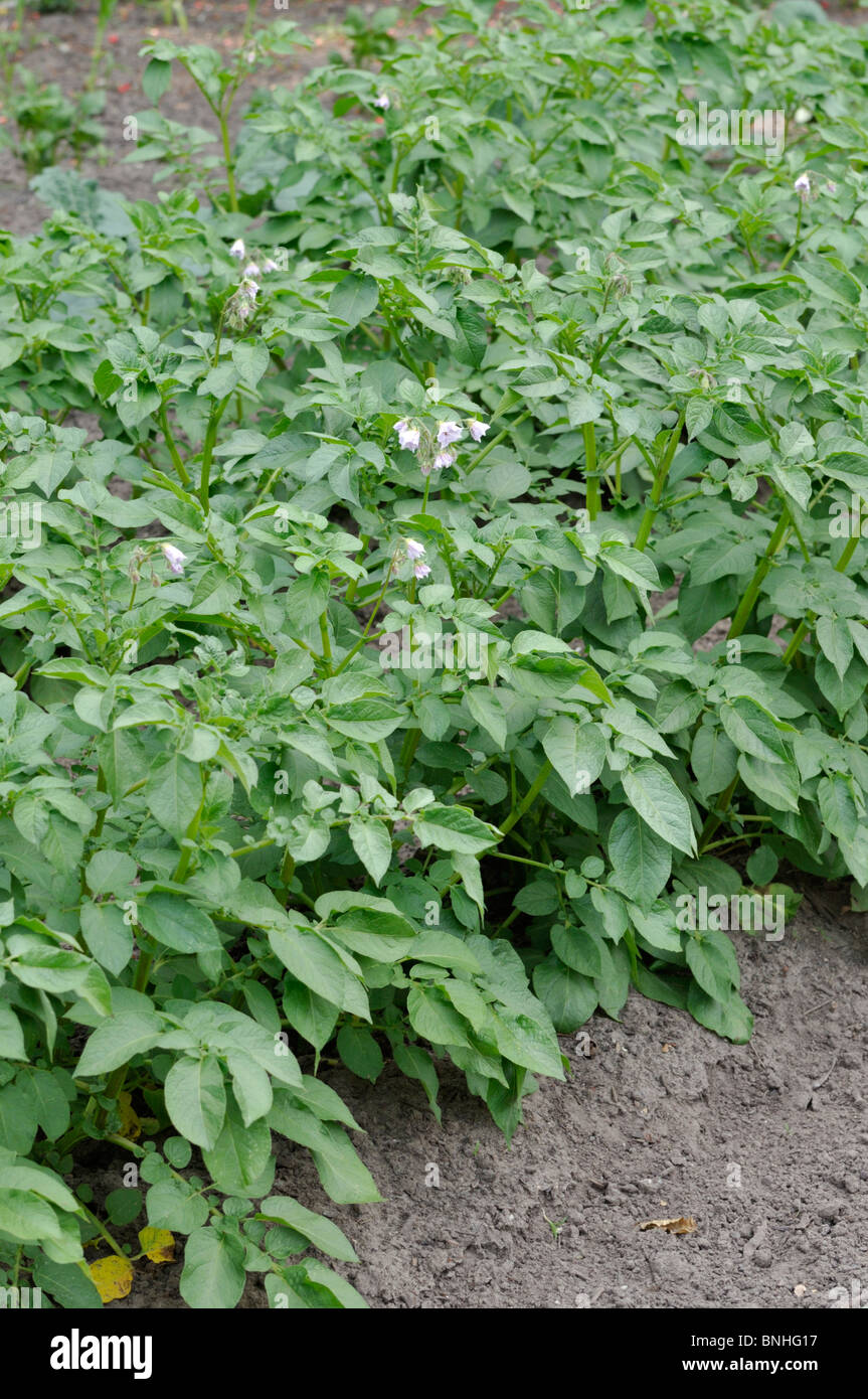 Potato (Solanum tuberosum Stock Photo - Alamy