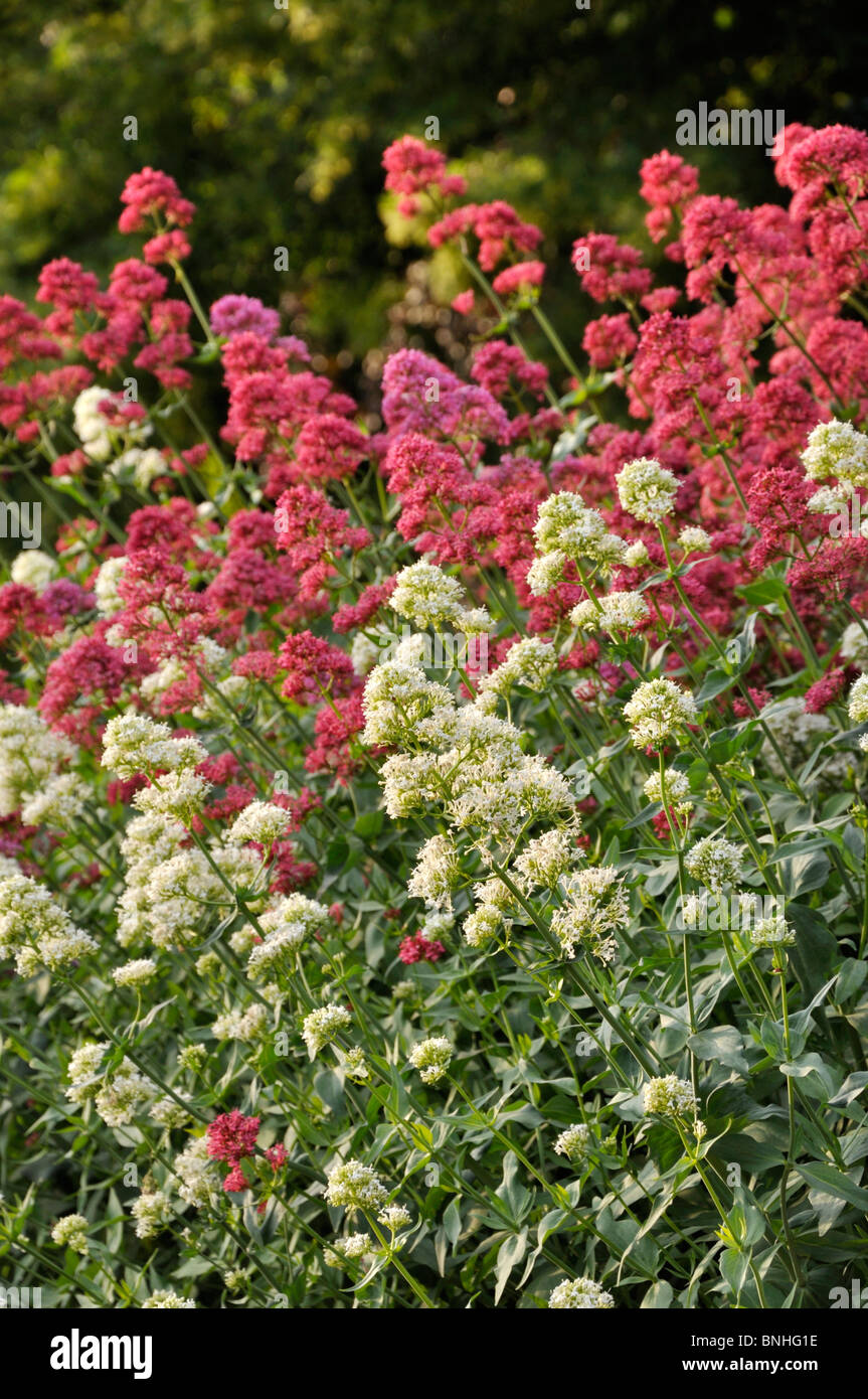 Centranthus ruber albus hi-res stock photography and images - Alamy