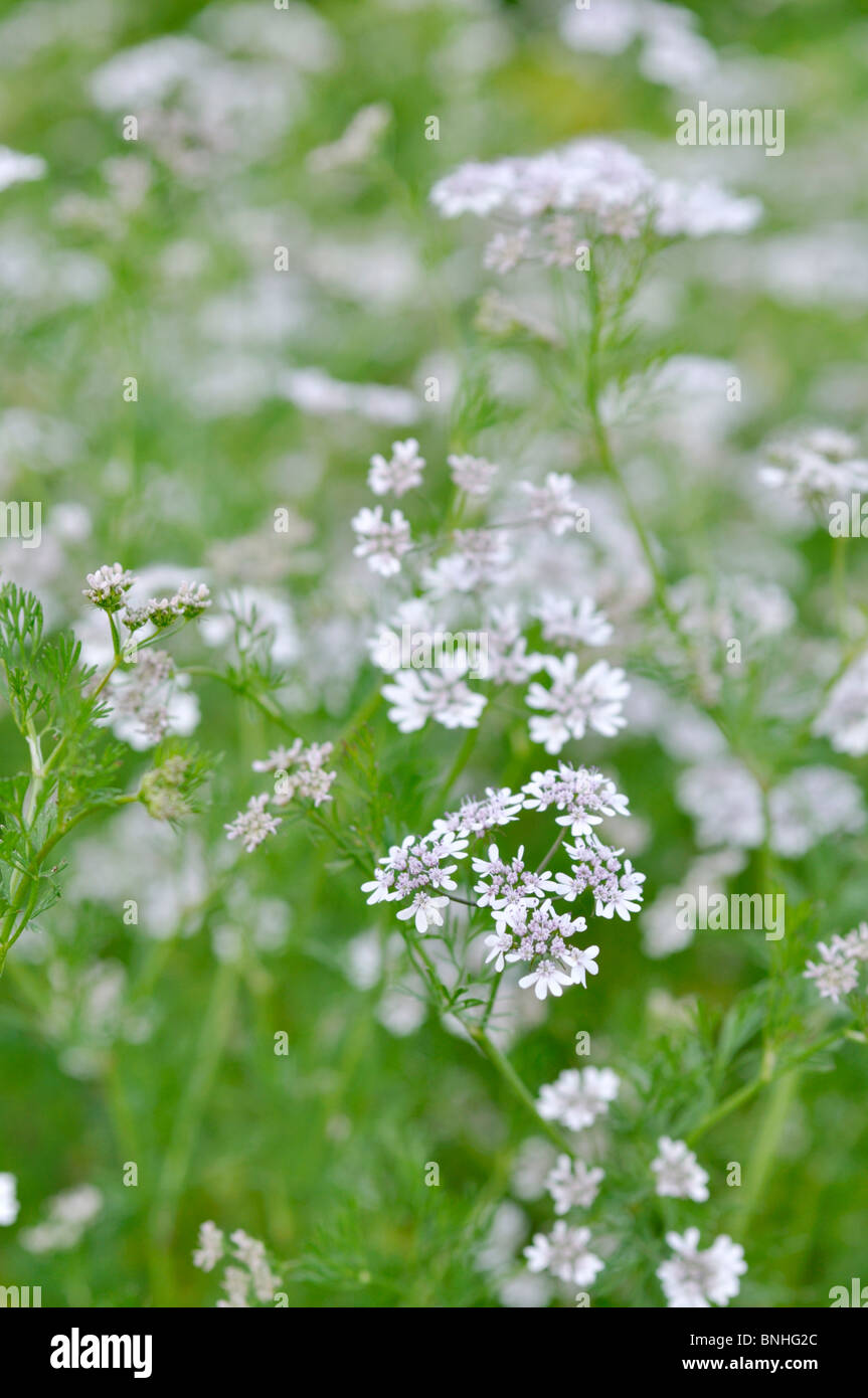 Coriandrum sativum plant hi-res stock photography and images - Alamy