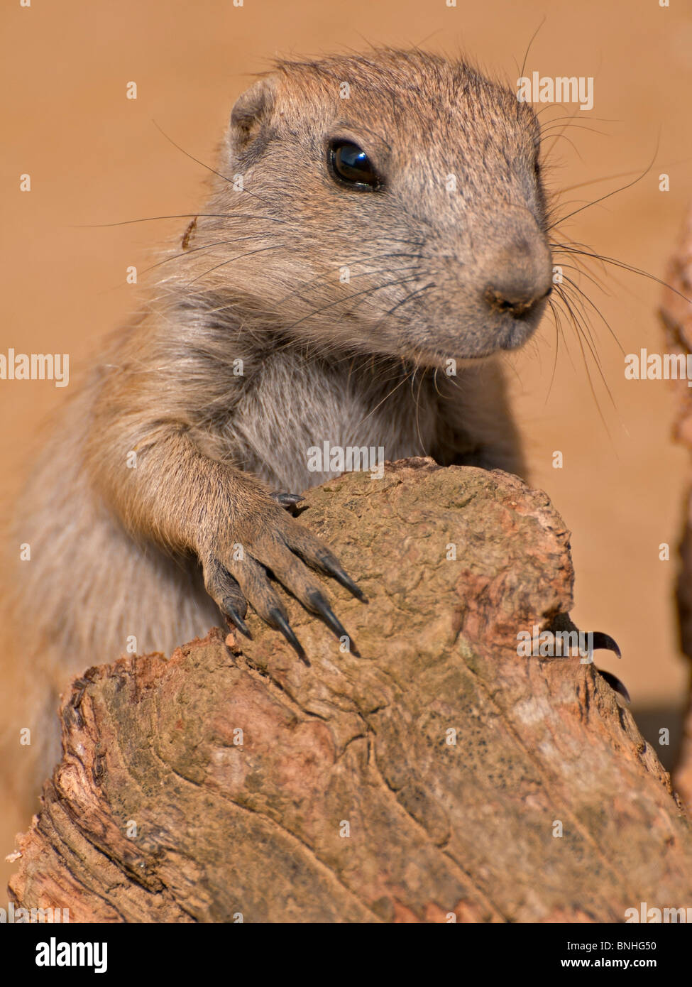 A Prairie Dog Stock Photo - Alamy