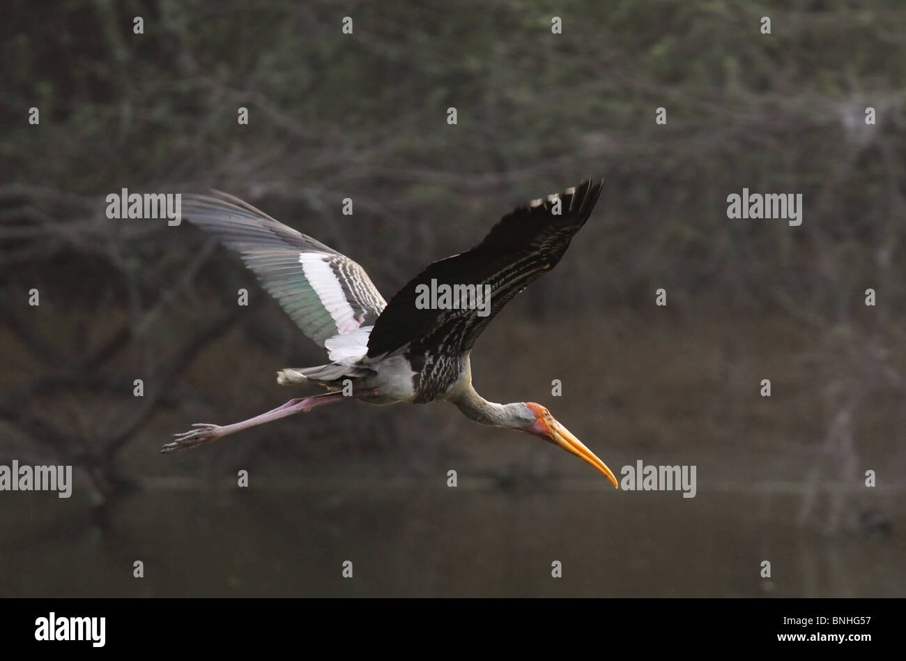 Stork in flight hi-res stock photography and images - Alamy