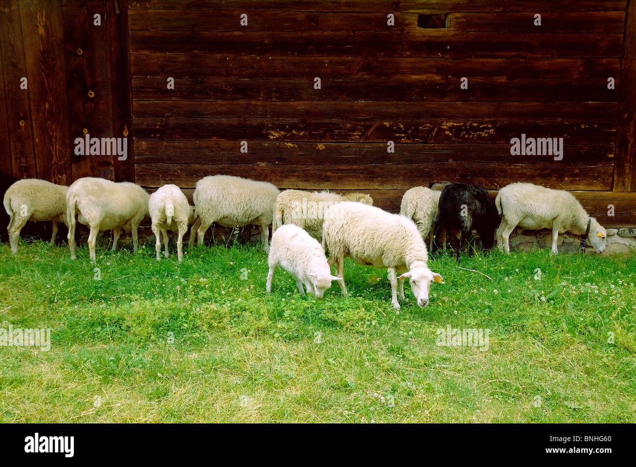 Herd of sheep. THE FOLK ARCHITECTURE MUSEUM, Olsztynek-Poland Stock ...