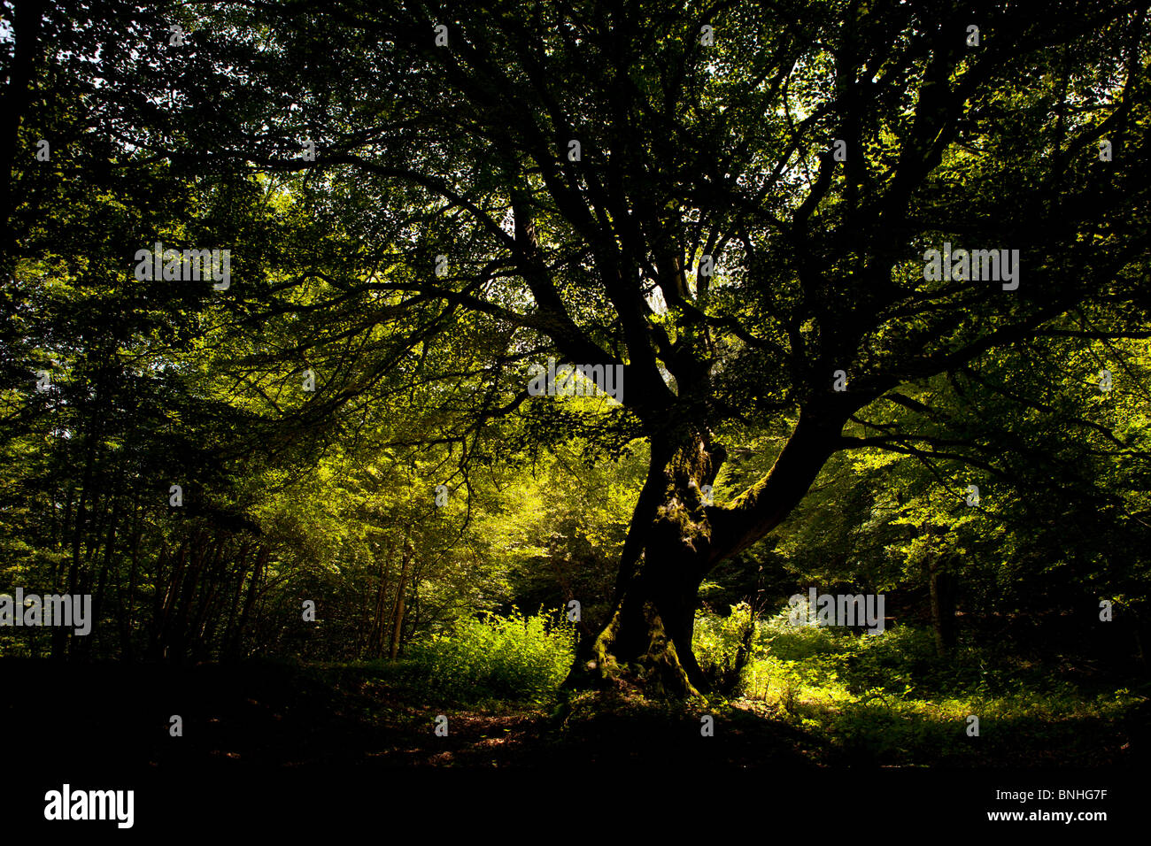 Dappled forest hi-res stock photography and images - Alamy