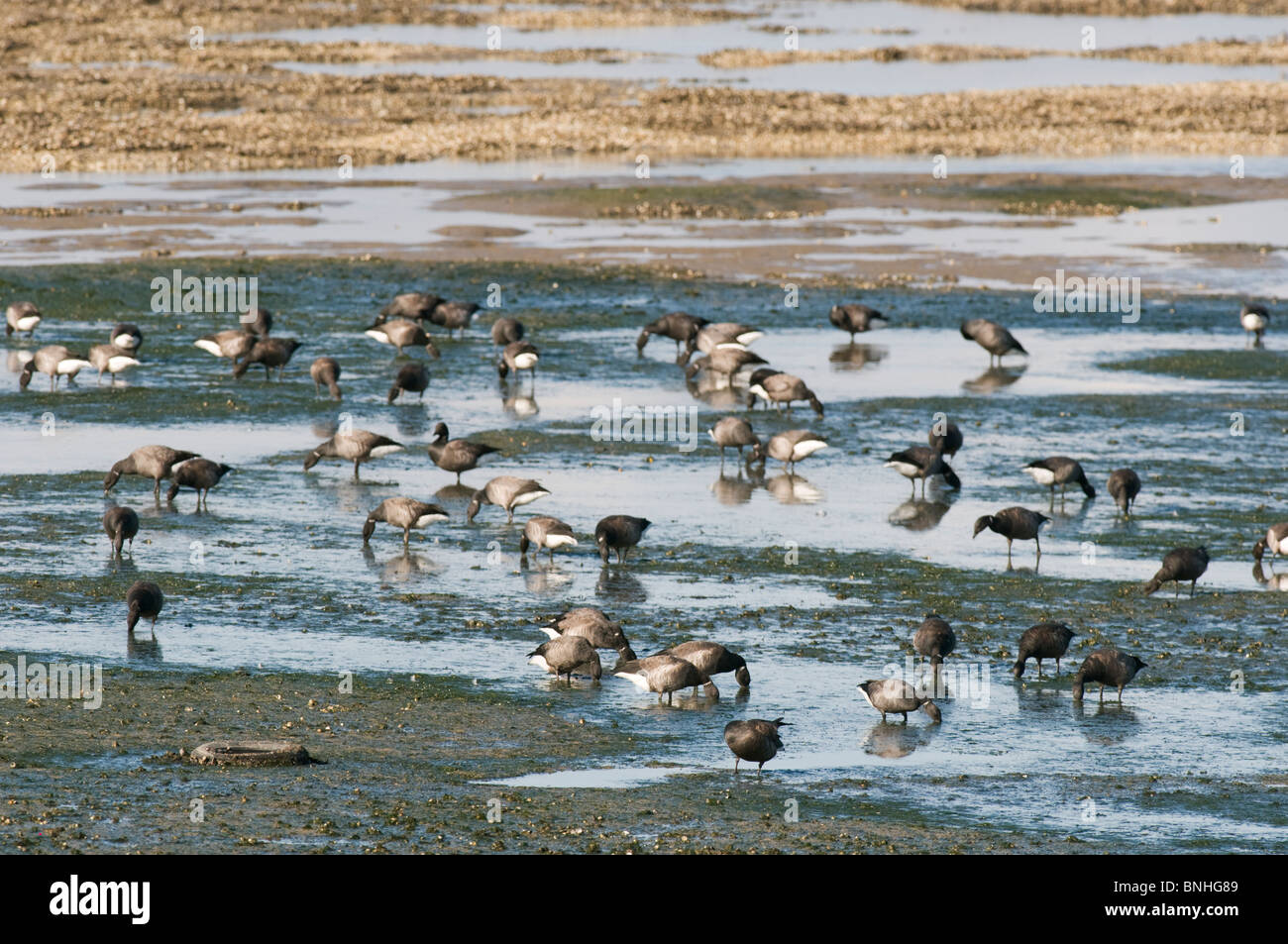 North kent marshes swale hi-res stock photography and images - Alamy