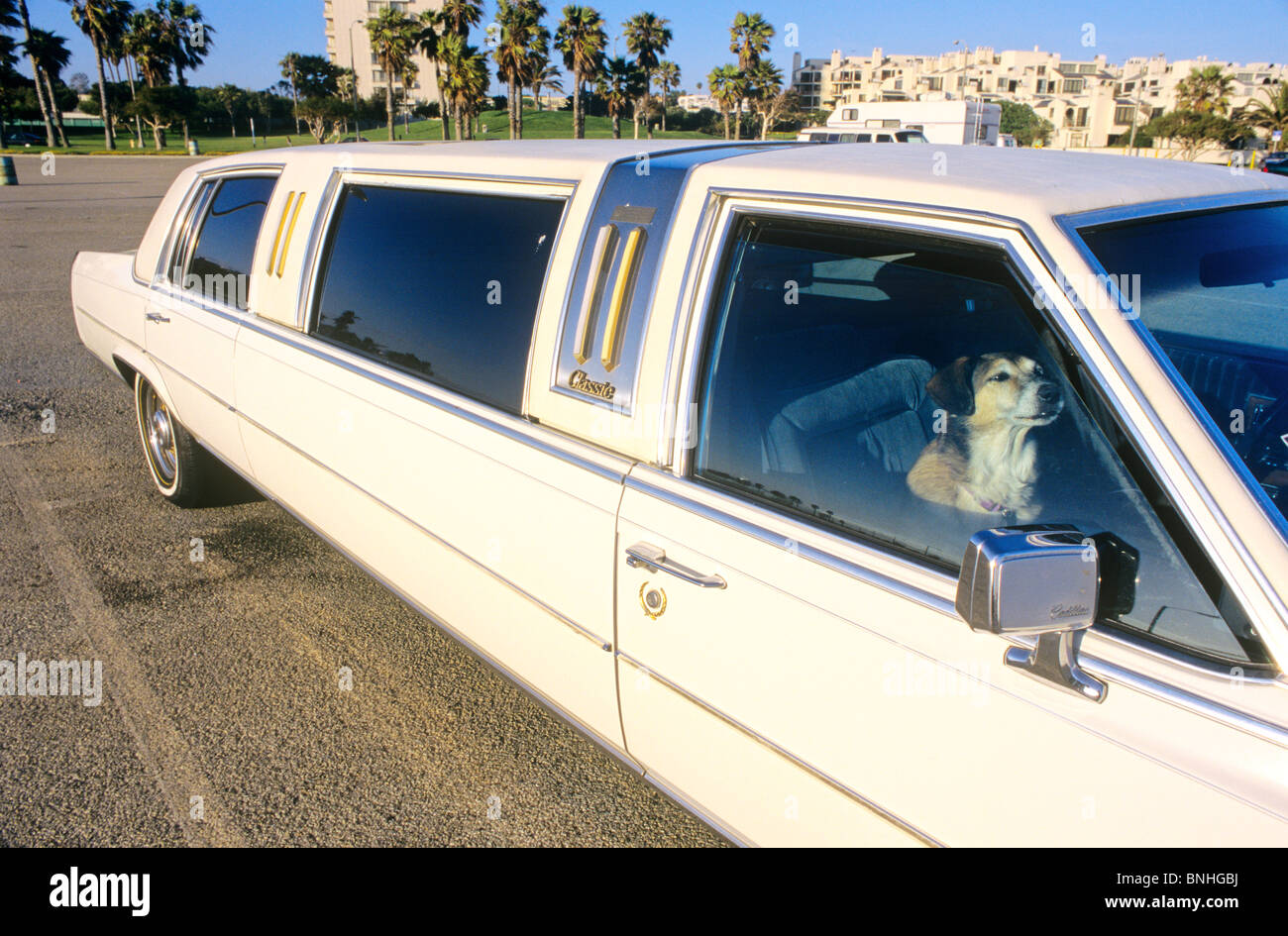 USA United States of America California Los Angeles Santa Monica dog ...