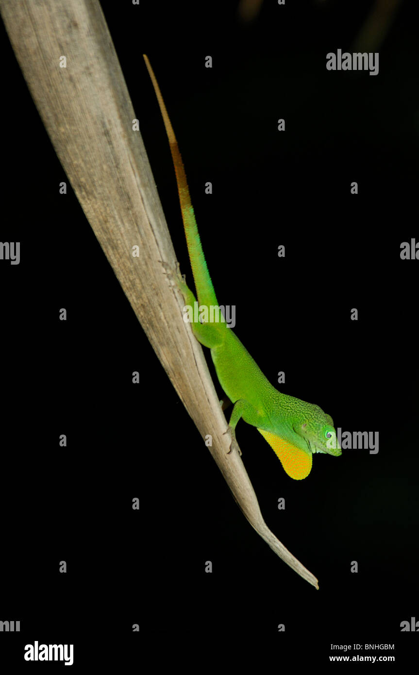 Caribbean Port Antonio Jamaica Lizard Mockingbird Hill Hotel North ...