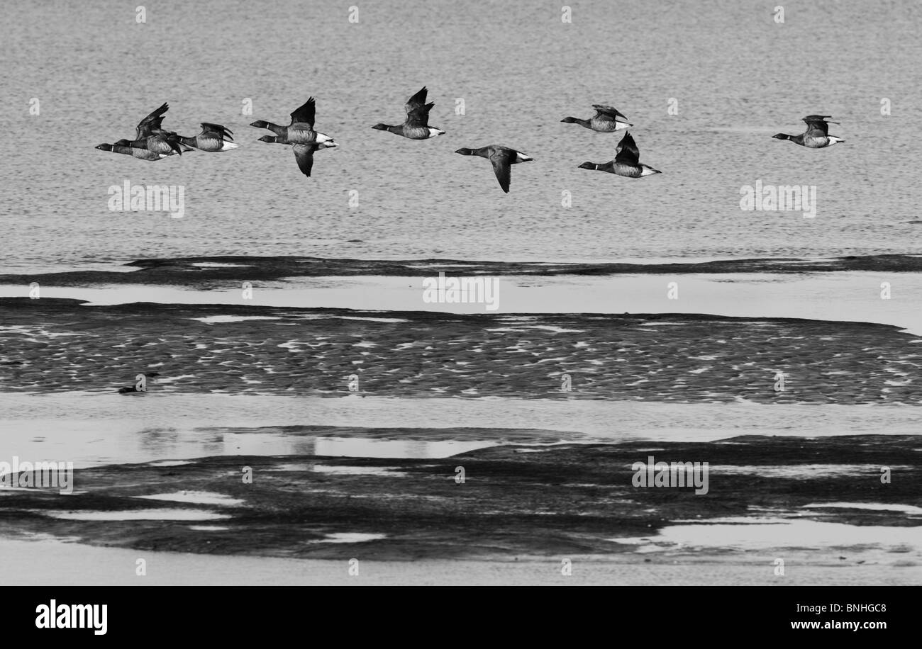 Brent goose flying Black and White Stock Photos & Images - Alamy