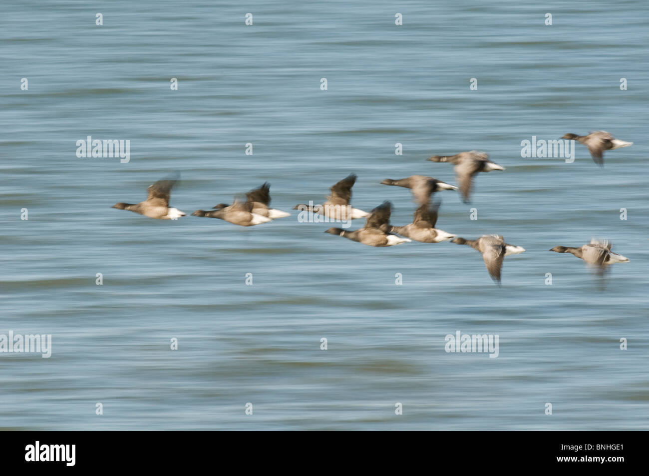 Brent Goose (Branta bernicla) in flight, The Swale, North Kent Marshes ...