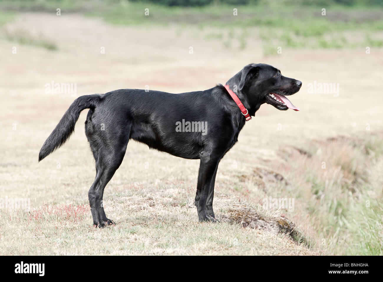 Shot of a Beautiful Black Labrador in the Countryside Stock Photo - Alamy