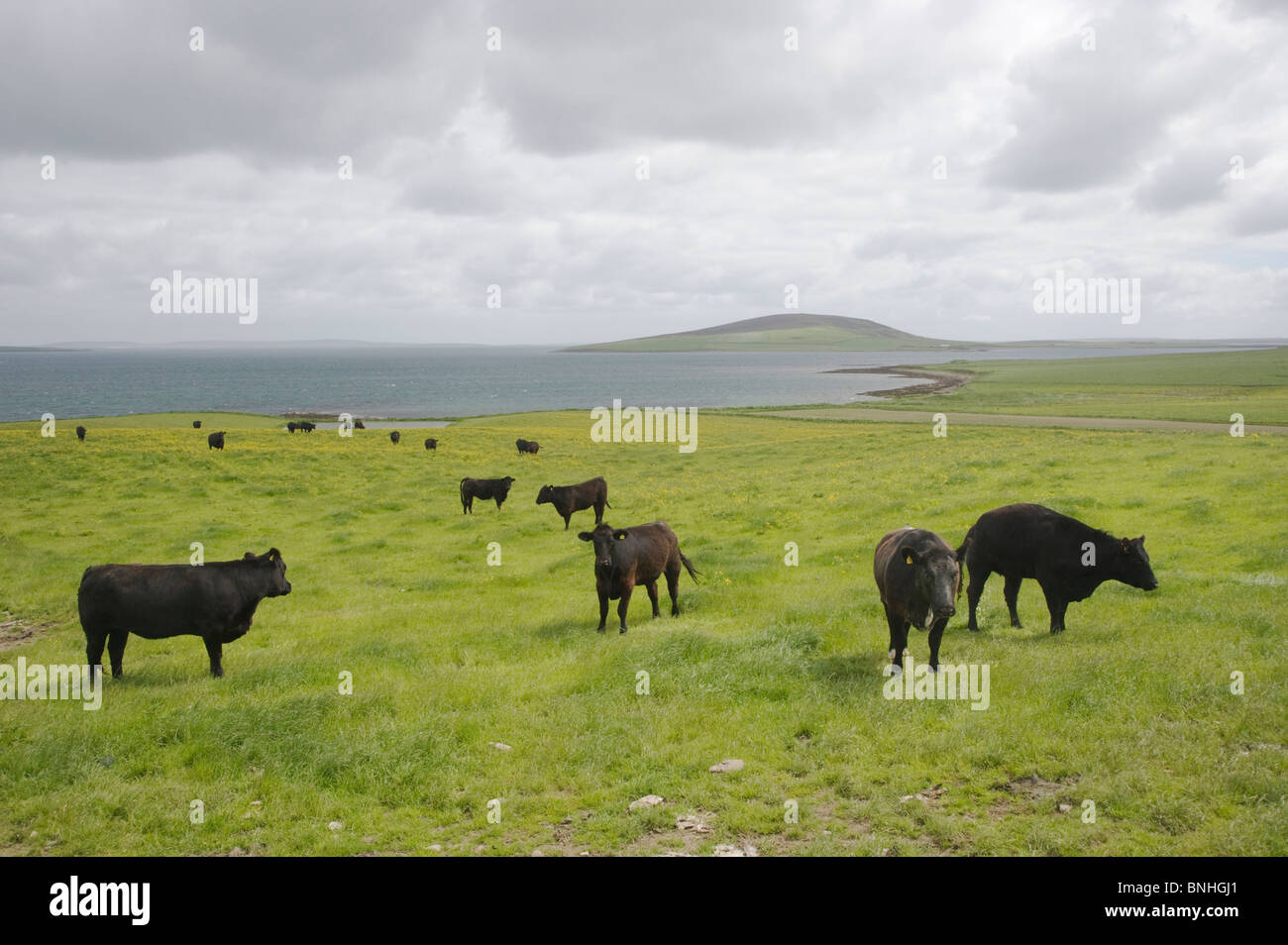 Cattle in flower meadow by the coast with island of Gairsay in ...