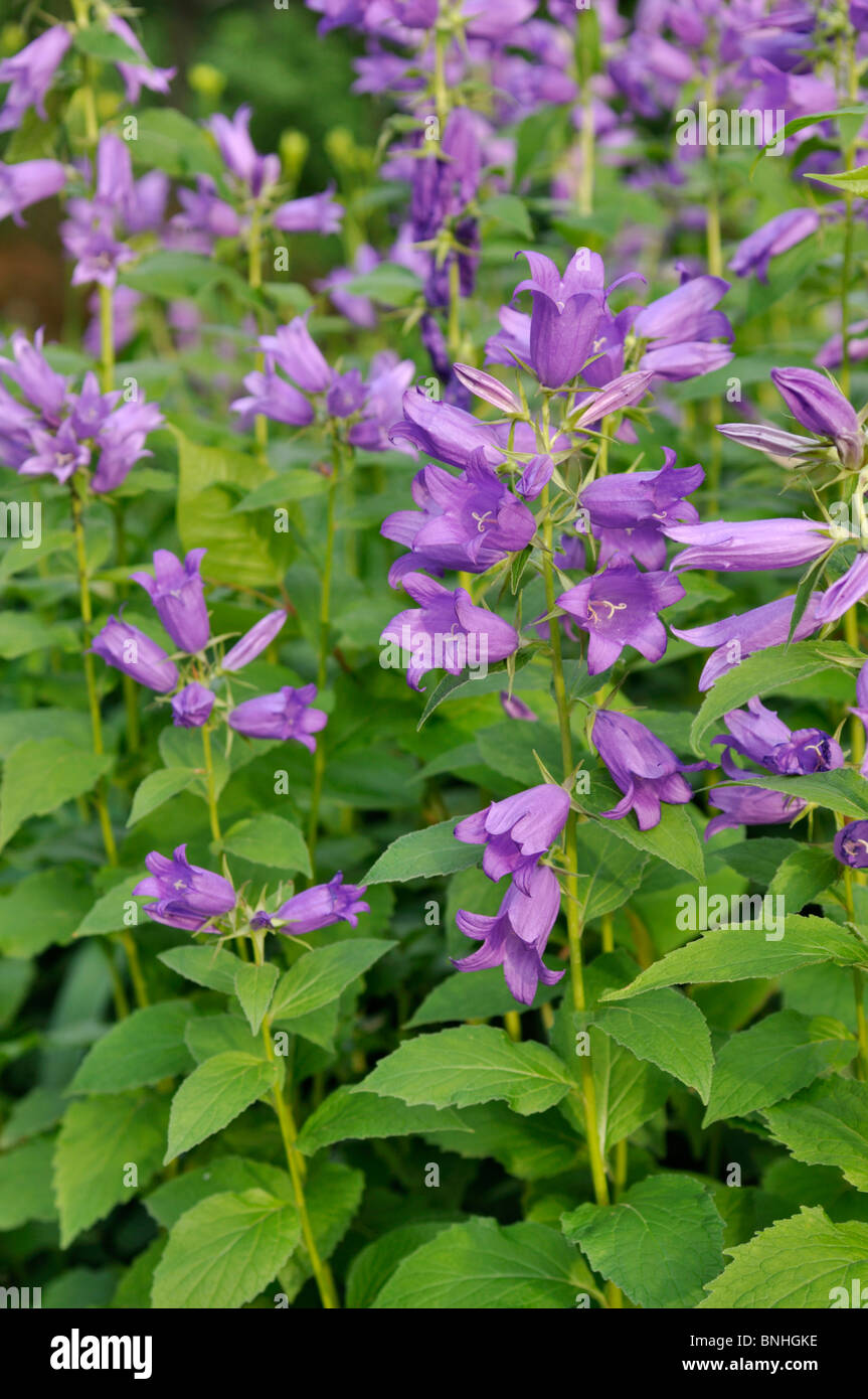 Greater bellflower (Campanula latifolia Stock Photo - Alamy