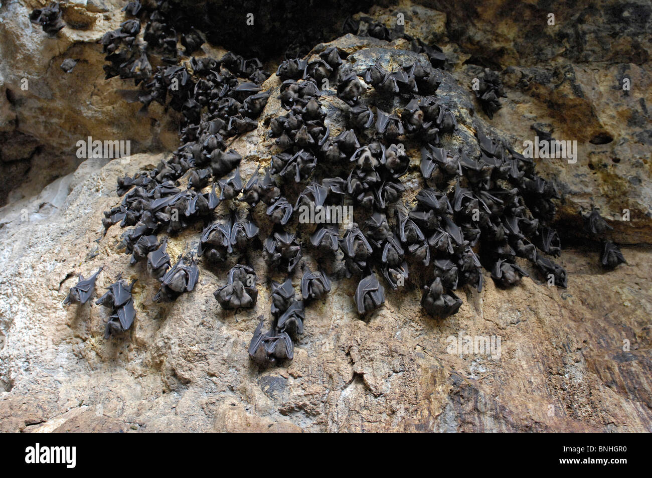 Bali Asia Indonesia travel Temple Goa Lawah megabats megabat fruit bats ...