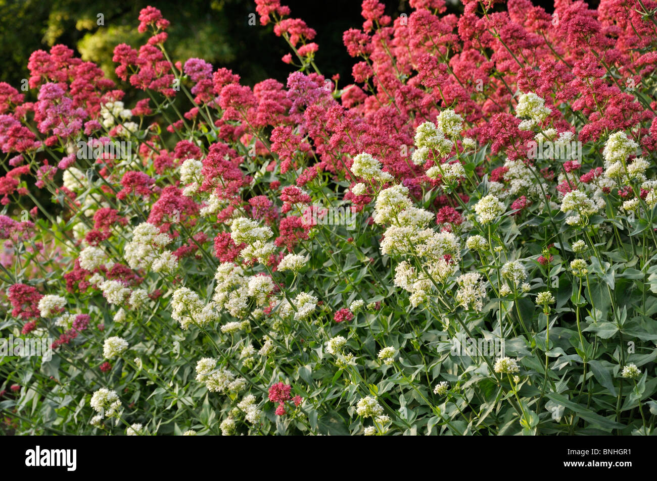 Centranthus ruber ‘albus’ hi-res stock photography and images - Alamy