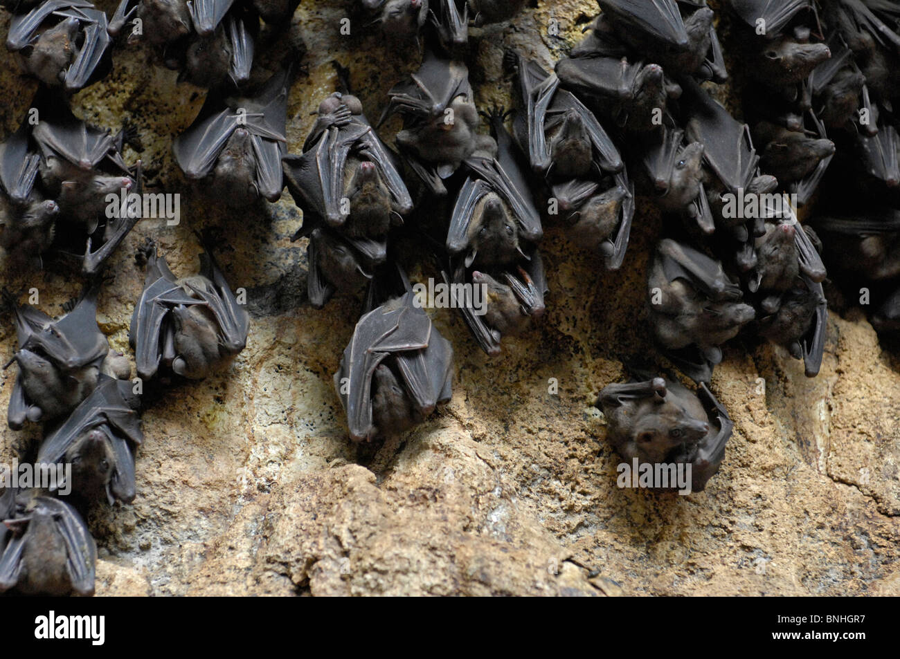 Bali Asia Indonesia travel Temple Goa Lawah megabats megabat fruit bats ...