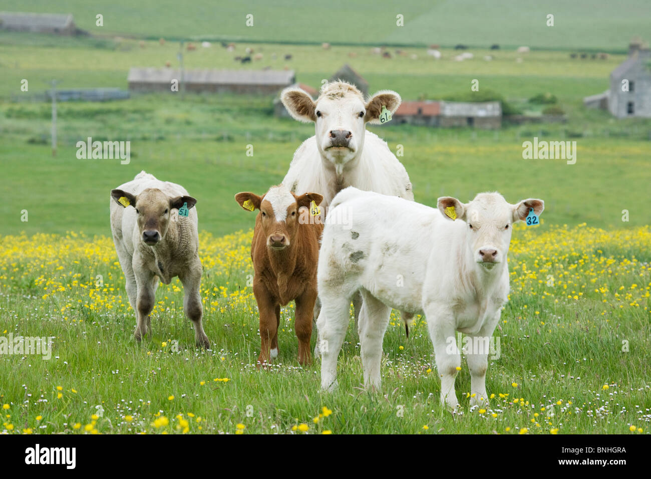 Calves meadow hi-res stock photography and images - Alamy