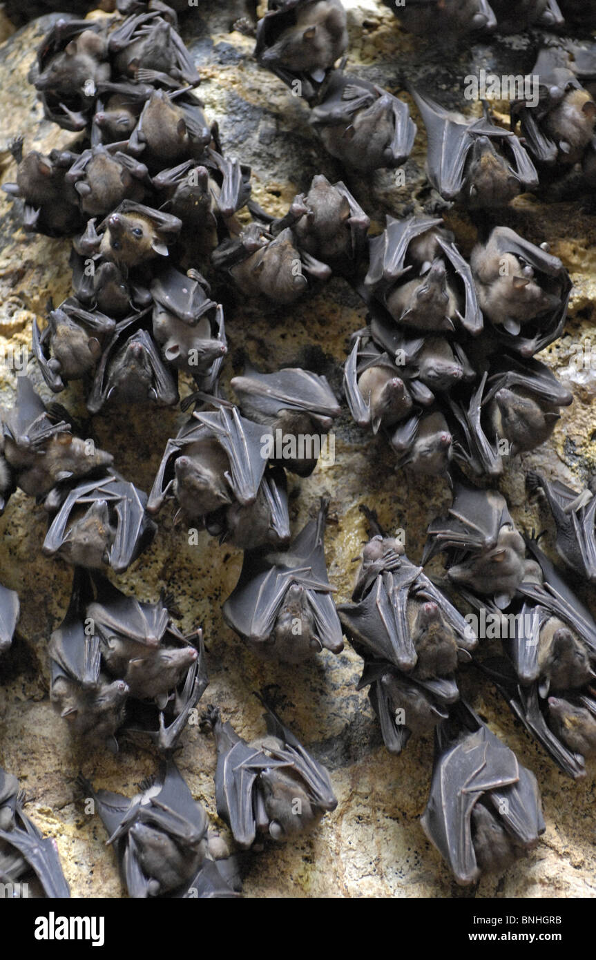 Bali Asia Indonesia travel Temple Goa Lawah megabats megabat fruit bats ...