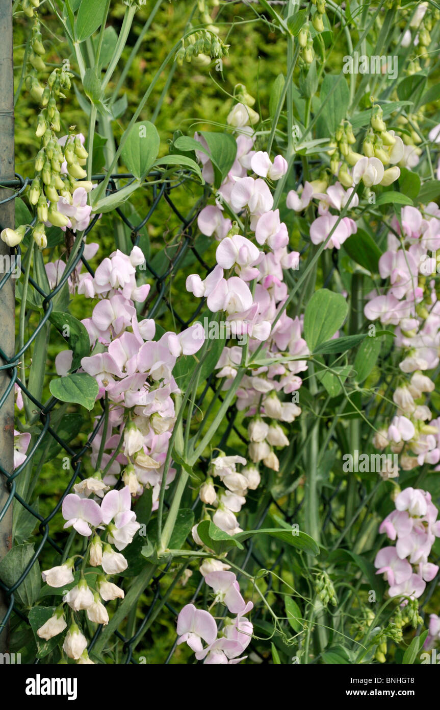 Sweet pea (Lathyrus odoratus Stock Photo - Alamy