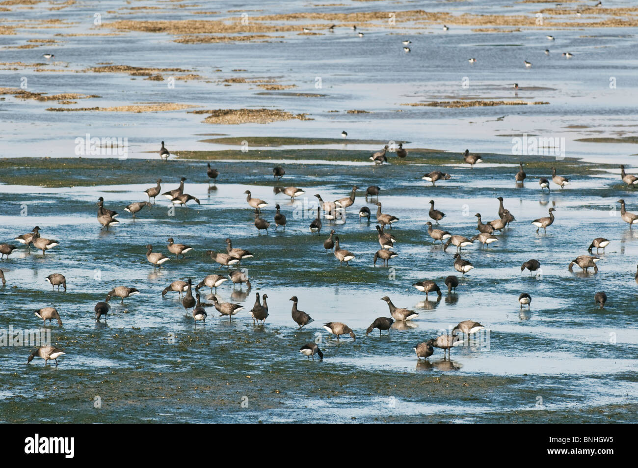 North kent marshes swale hi-res stock photography and images - Alamy