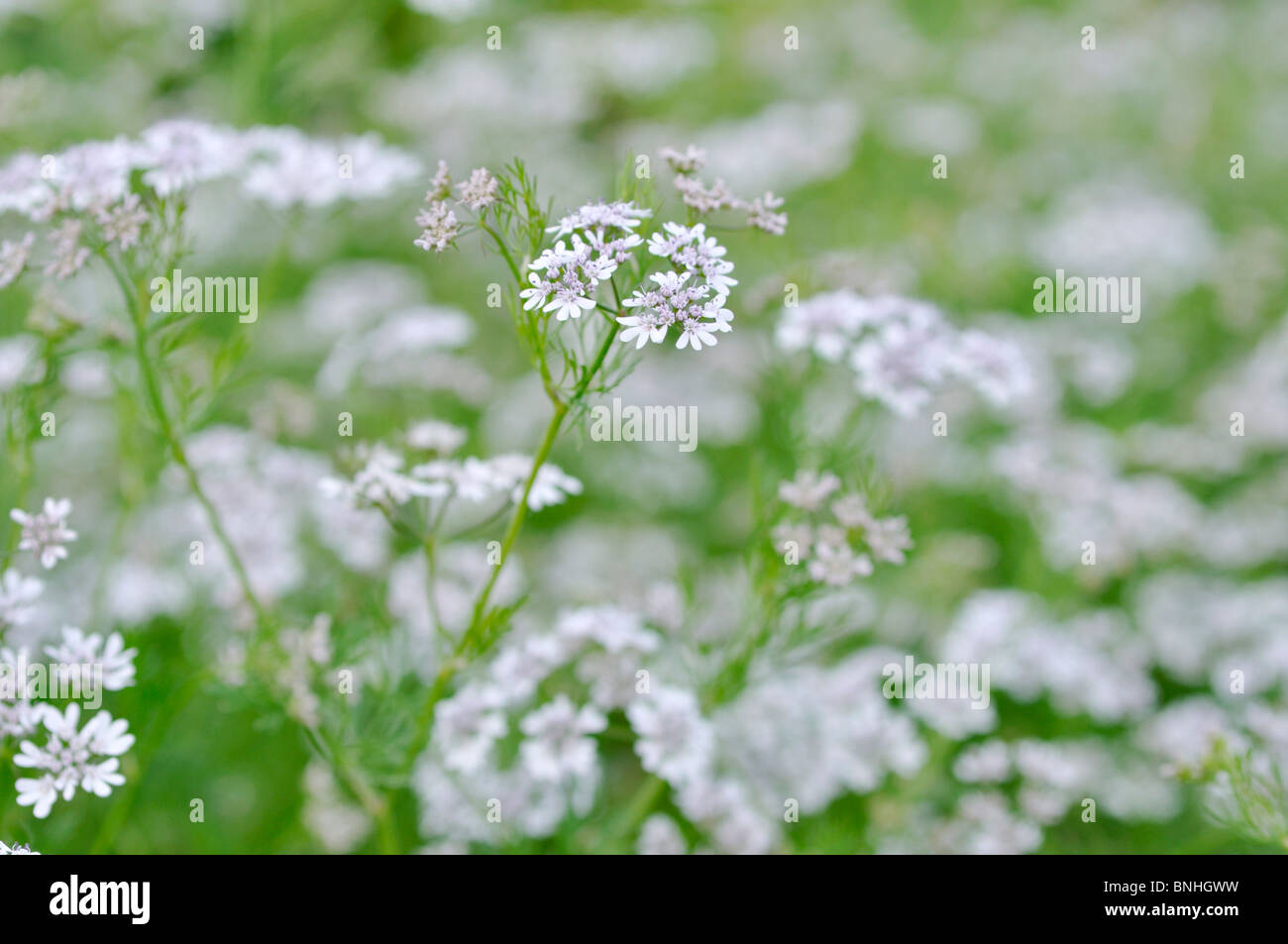 Coriandrum sativum plant hi-res stock photography and images - Alamy