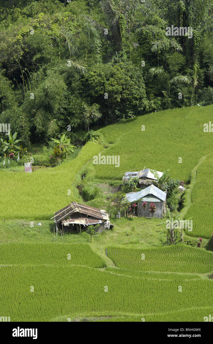 Bali Asia Indonesia travel Location Pacung Area near Lake Beratan ...