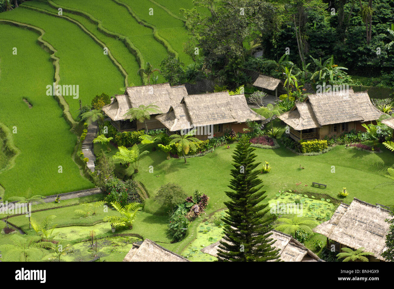 Pacung rice terraces hi-res stock photography and images - Alamy