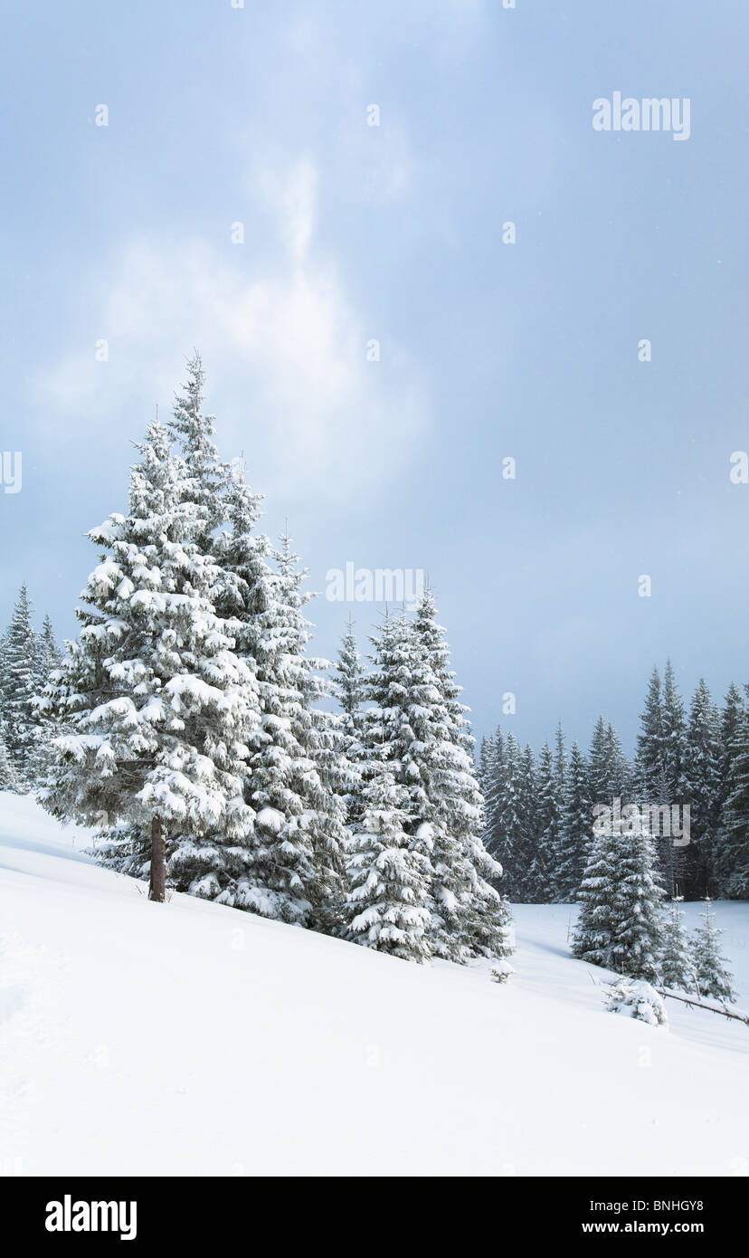 winter calm dull mountain landscape with fir trees on slope (Kukol ...