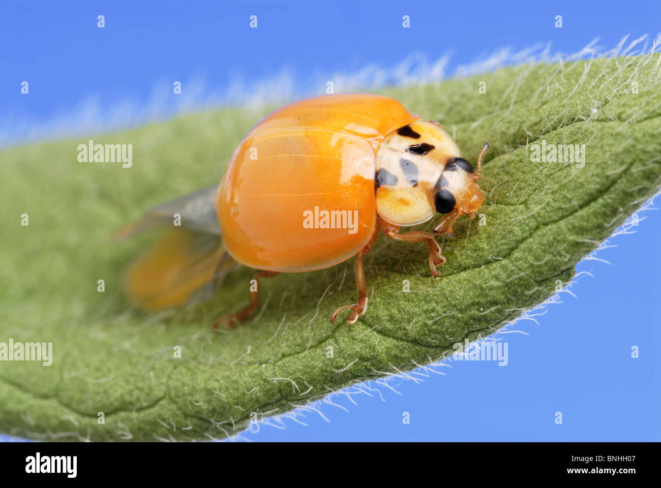 Harlequin ladybird hi-res stock photography and images - Alamy