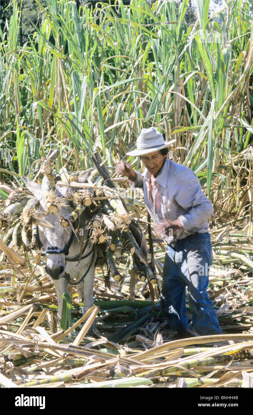Ecuador Vilcabamba man charching donkey animal sugarcane South America ...