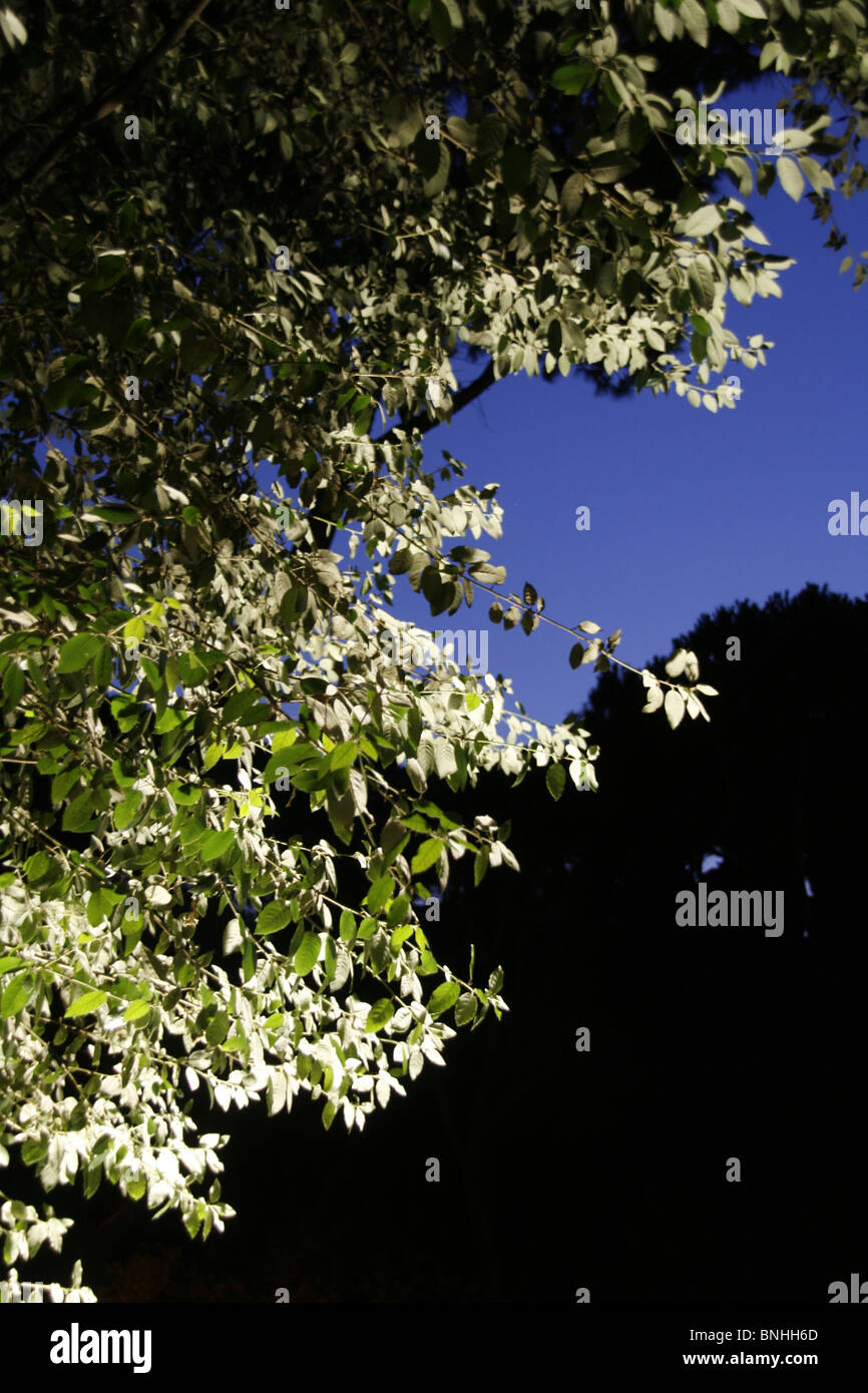 trees and branches illuminated with spotlight at night Stock Photo - Alamy