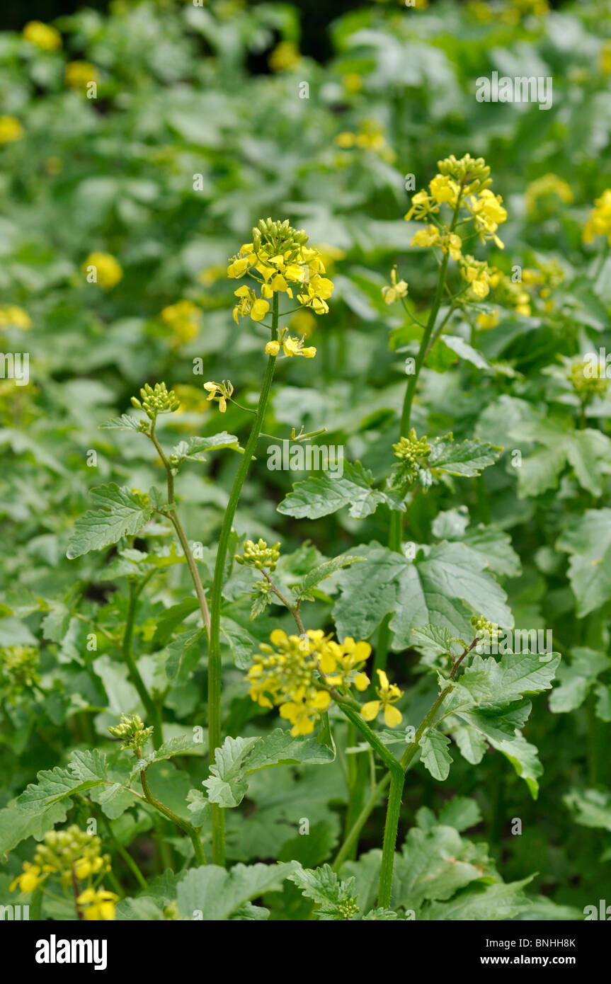 White mustard (Sinapis alba syn. Brassica alba Stock Photo - Alamy