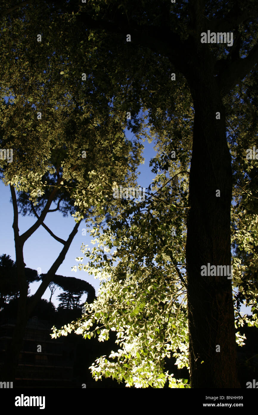 trees and branches illuminated with spotlight at night Stock Photo - Alamy