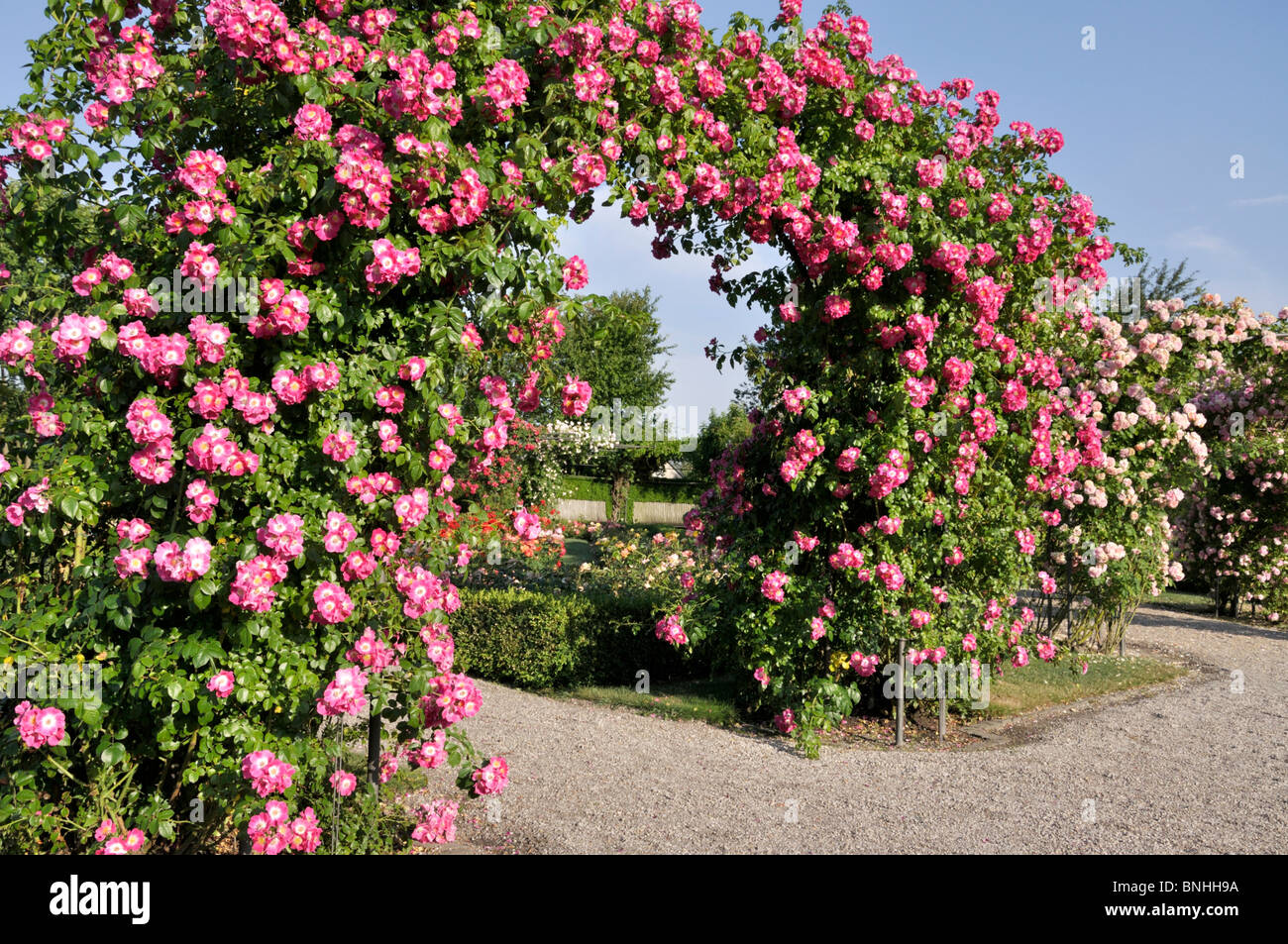 American Pillar Rose High Resolution Stock Photography and Images - Alamy