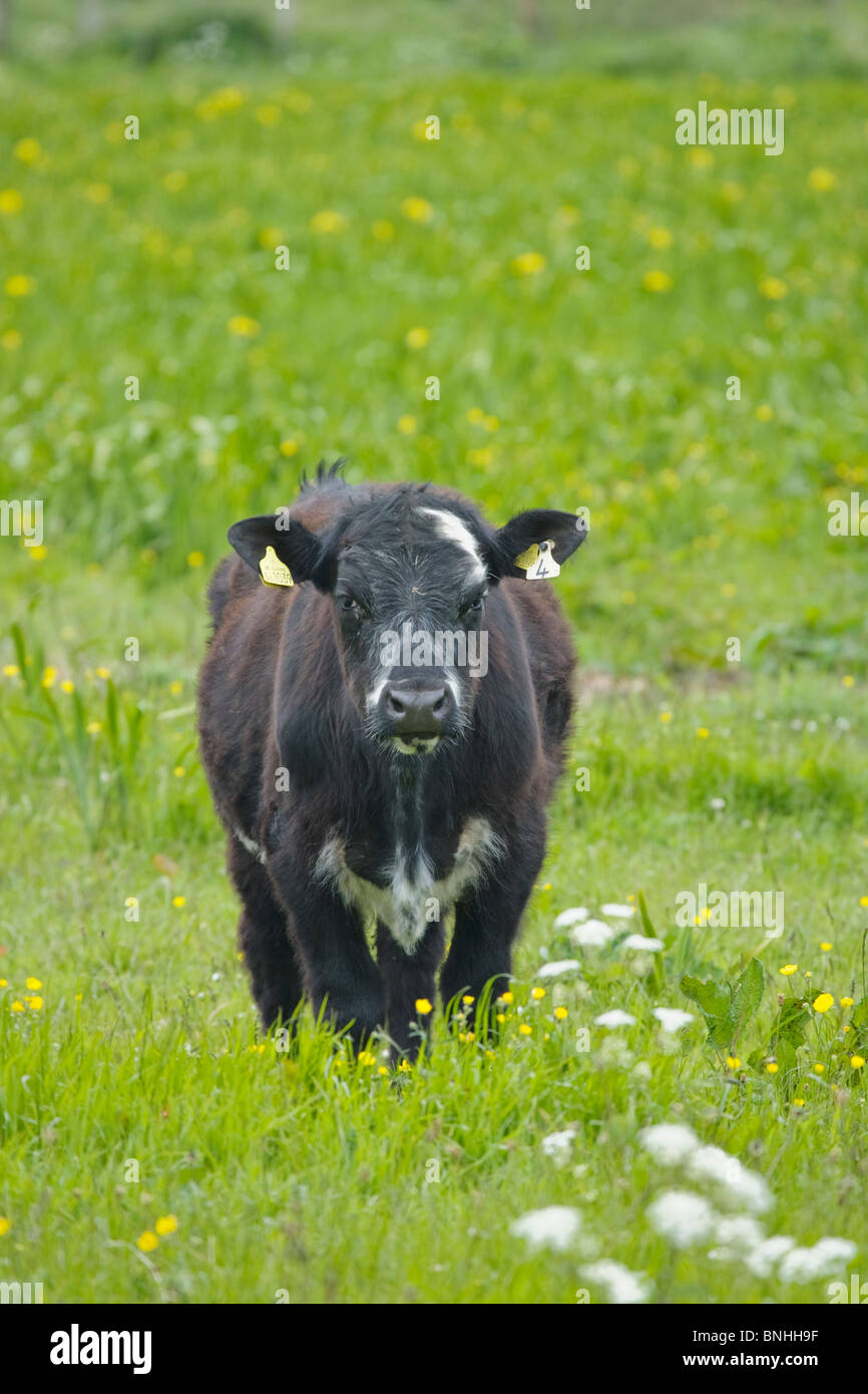 Orkney cattle hi-res stock photography and images - Alamy