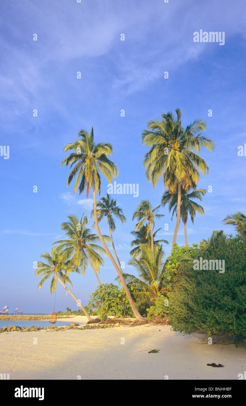 Maldives Indian Ocean South Ari Atoll palmtrees Ari Beach island resort ...