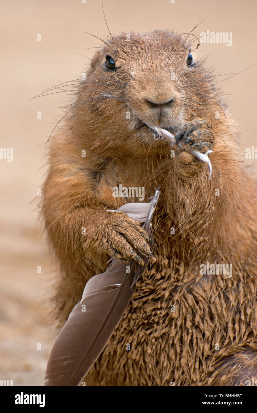 Chewing feather hi-res stock photography and images - Alamy