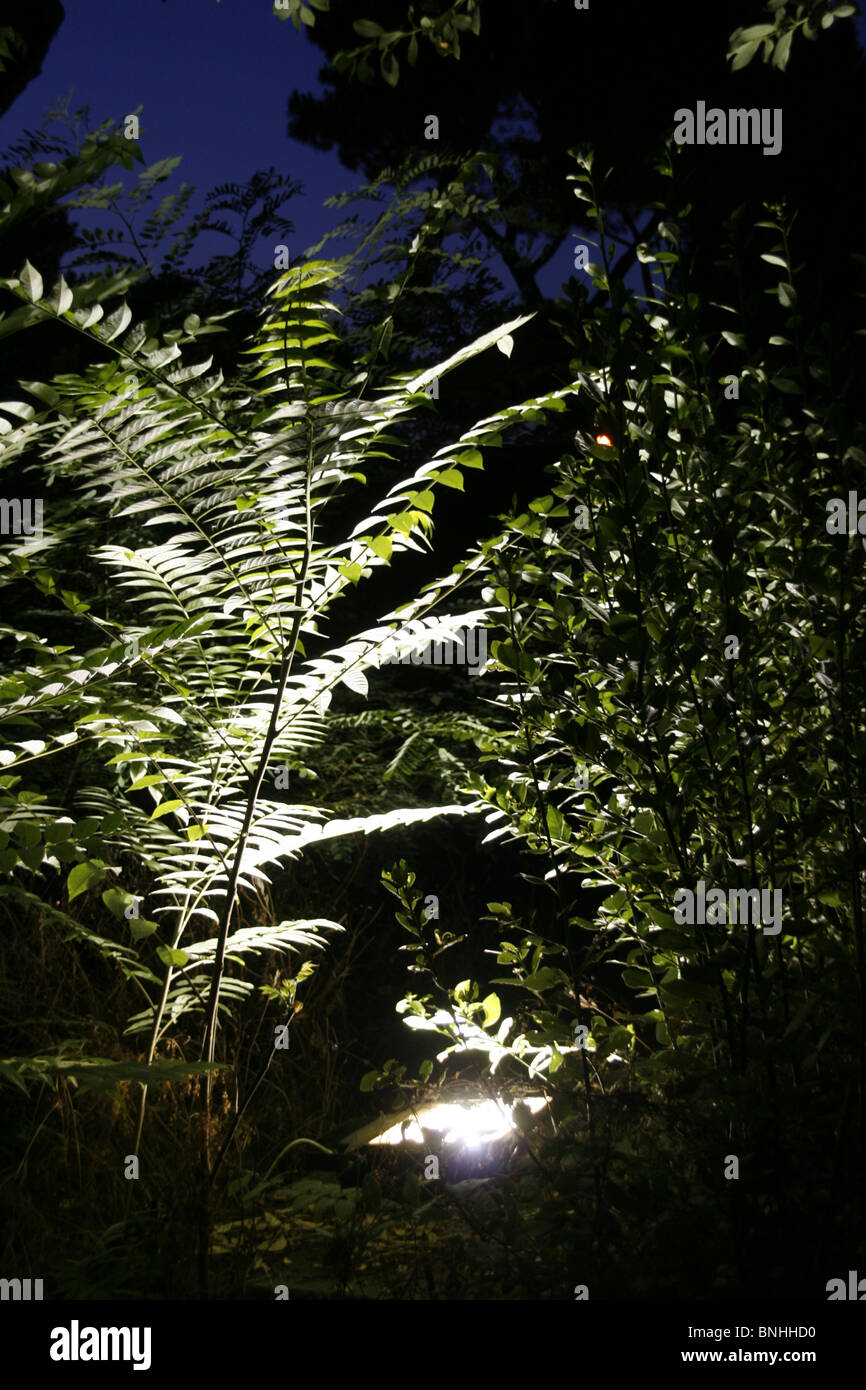 trees and branches illuminated with spotlight at night Stock Photo - Alamy