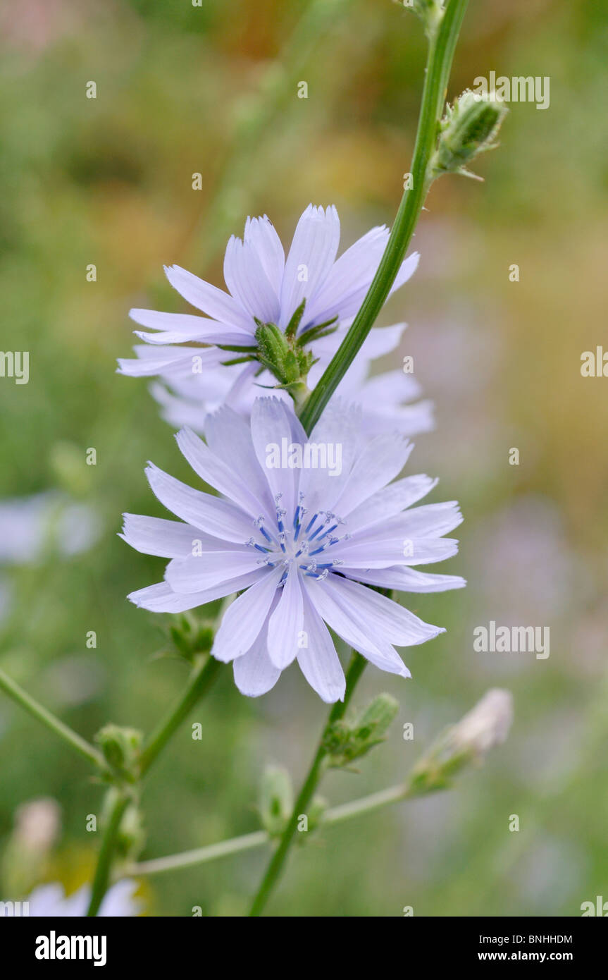 Chicory (Cichorium intybus Stock Photo - Alamy