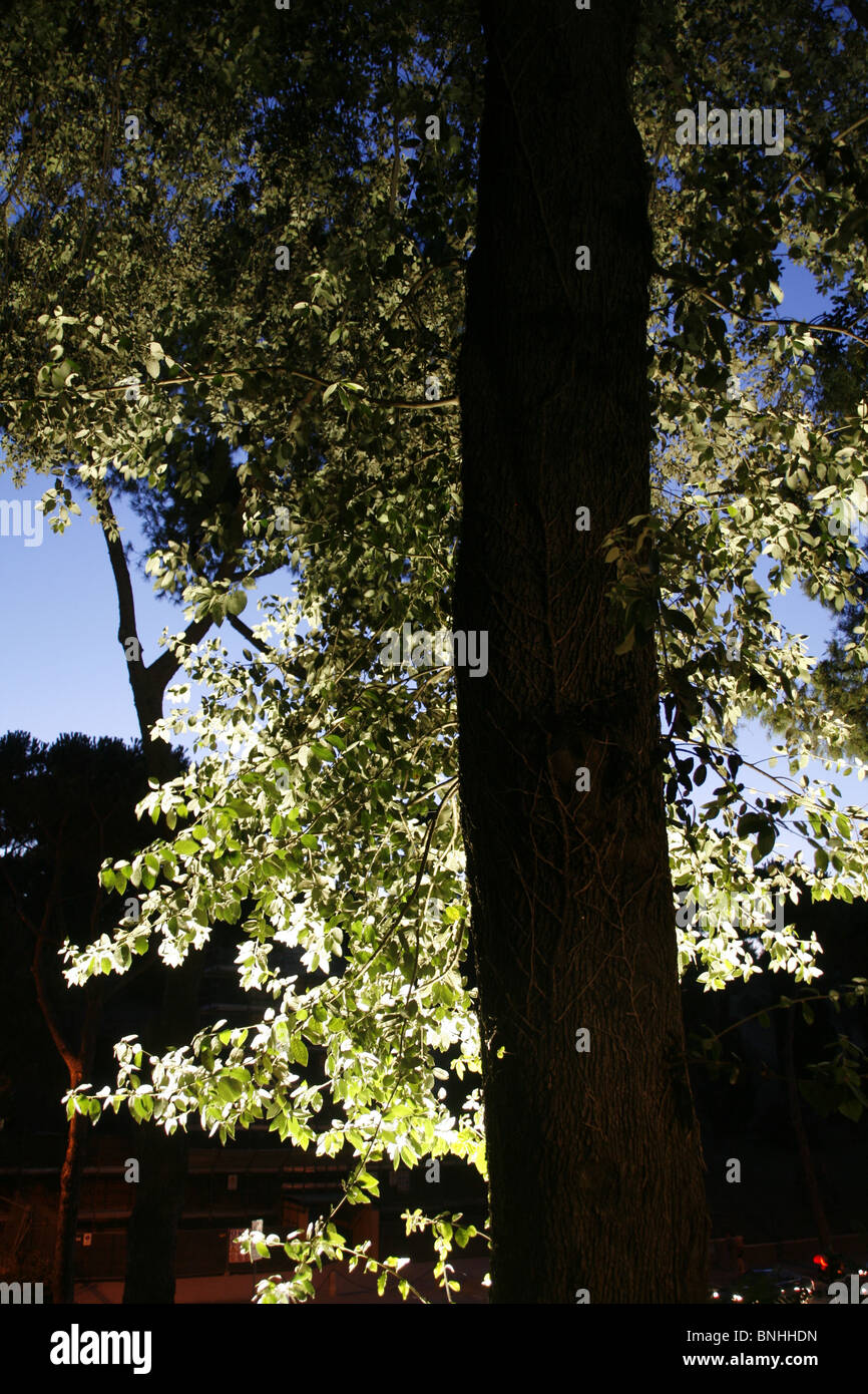 trees and branches illuminated with spotlight at night Stock Photo - Alamy