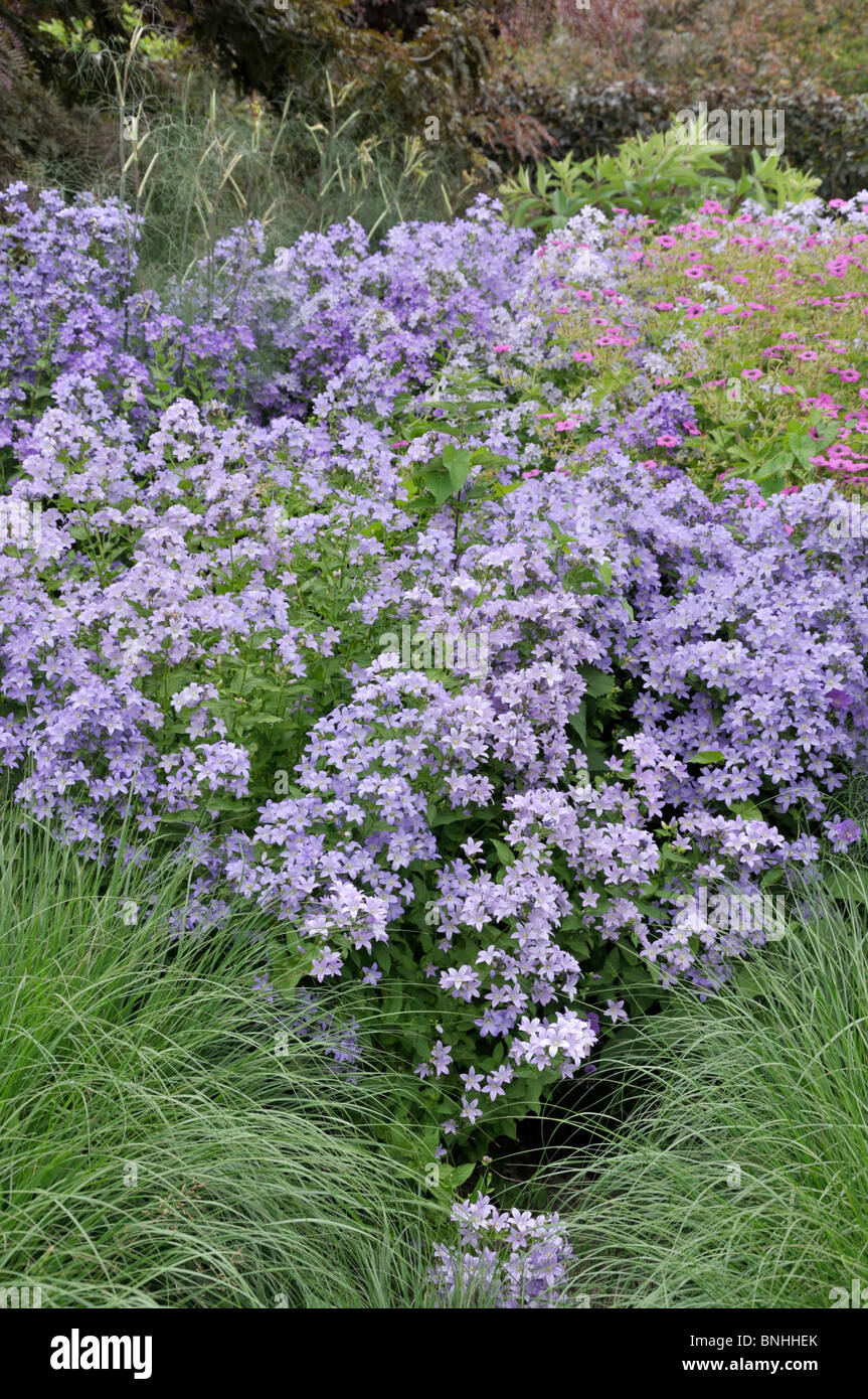 Campanula Lactiflora High Resolution Stock Photography and Images - Alamy