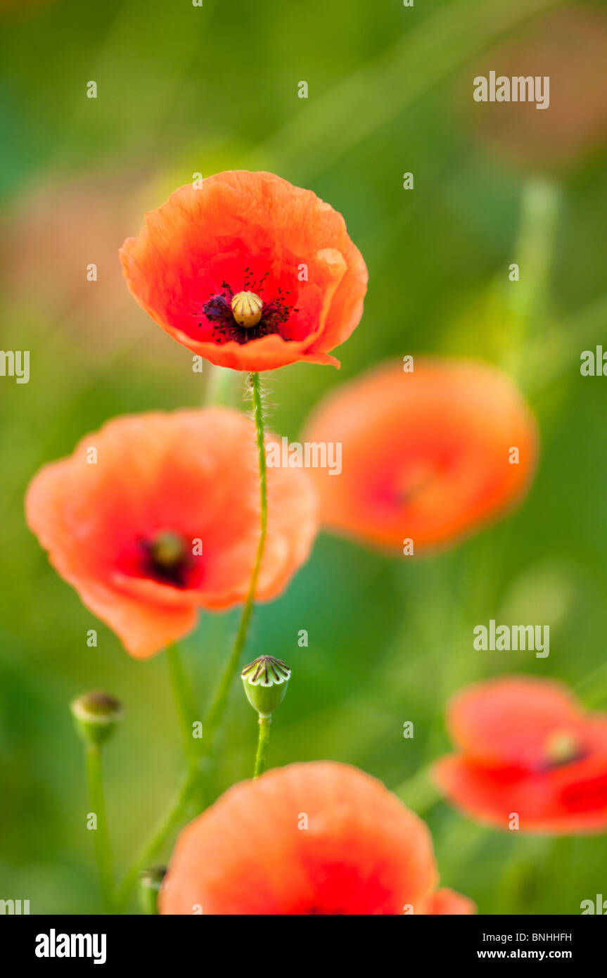 Poppies in portrait view hi-res stock photography and images - Alamy