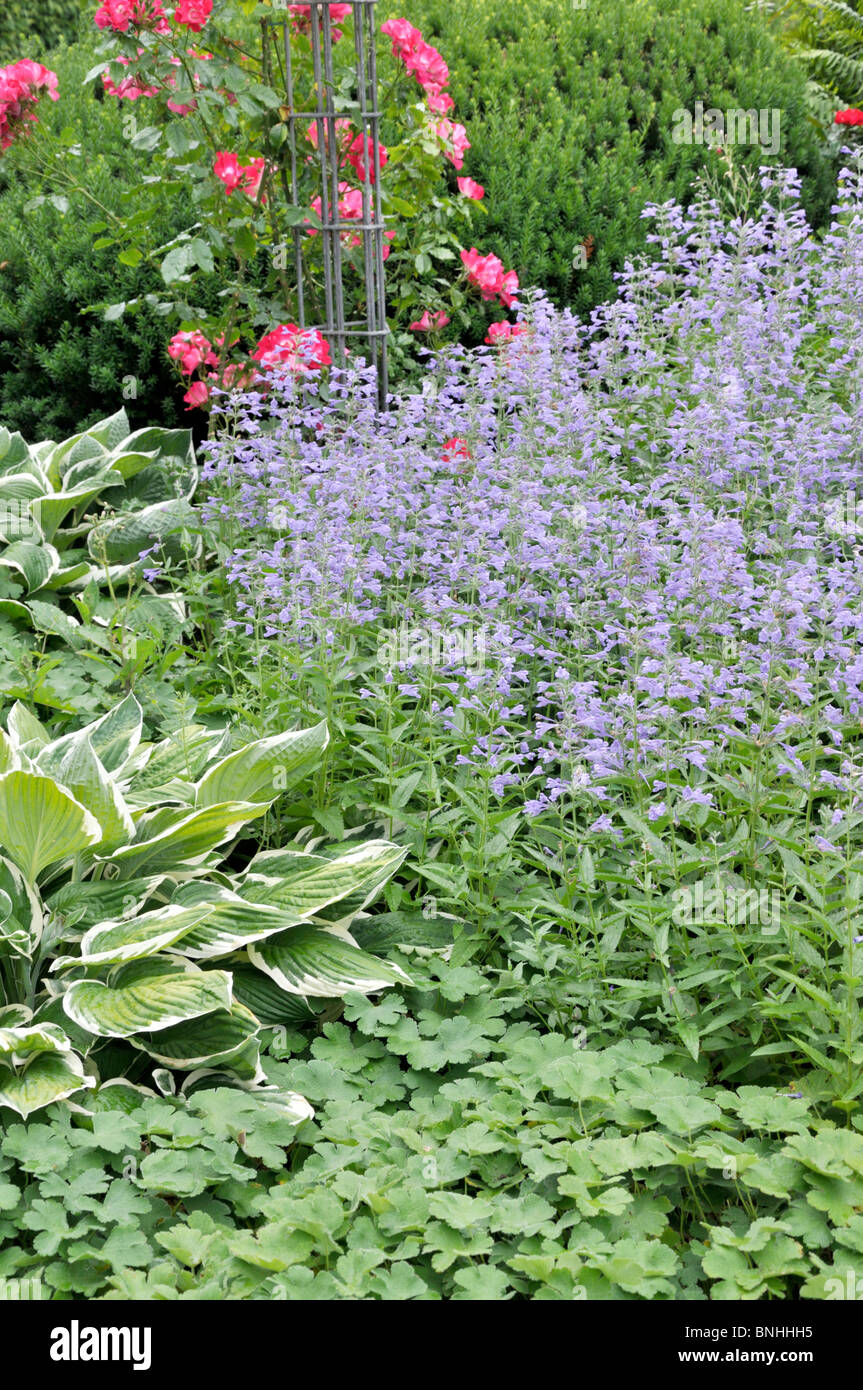 Catmint (Nepeta), plantain lilies (Hosta) and roses (Rosa Stock Photo ...