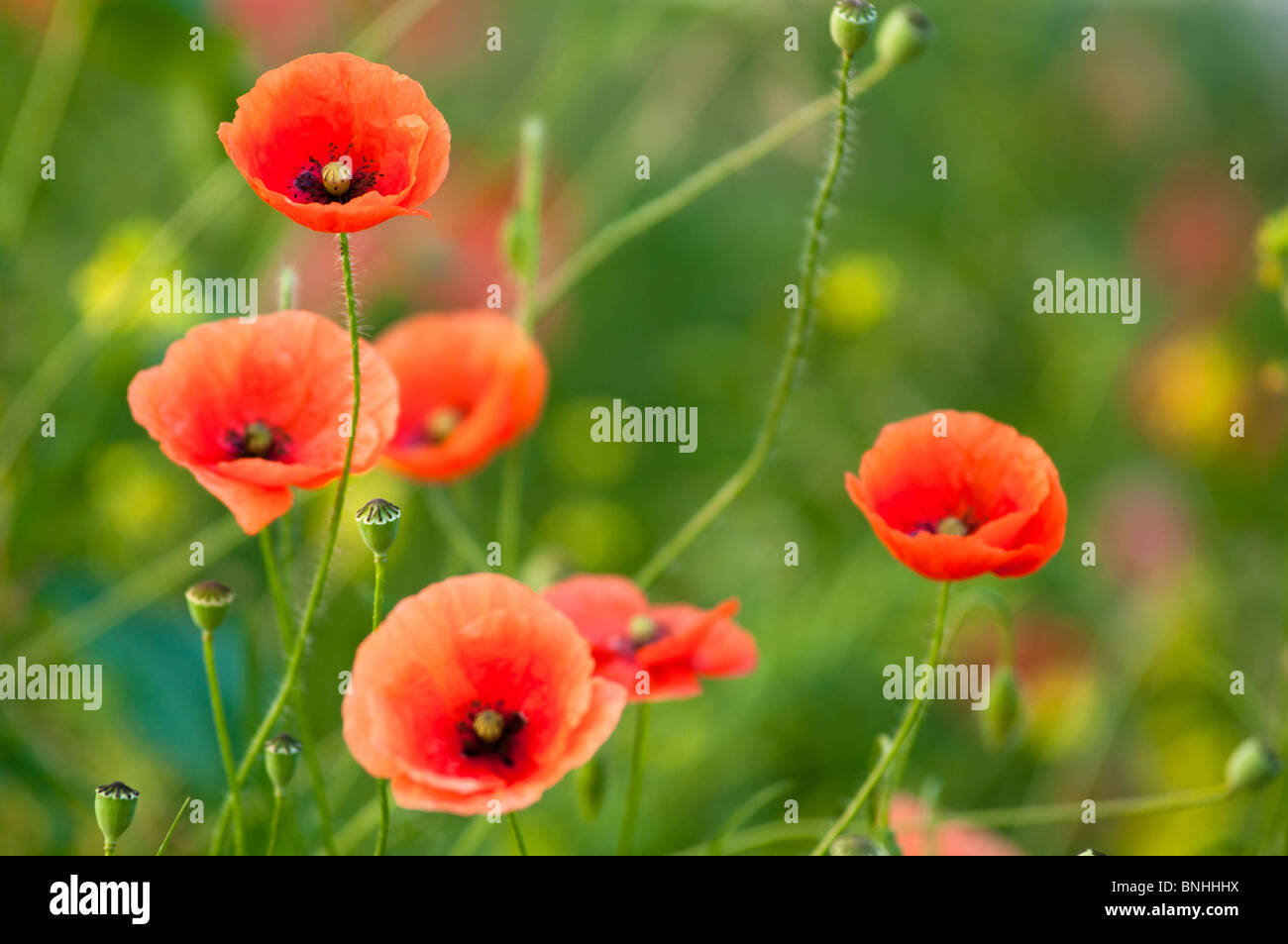 Field poppy uk close up hi-res stock photography and images - Alamy