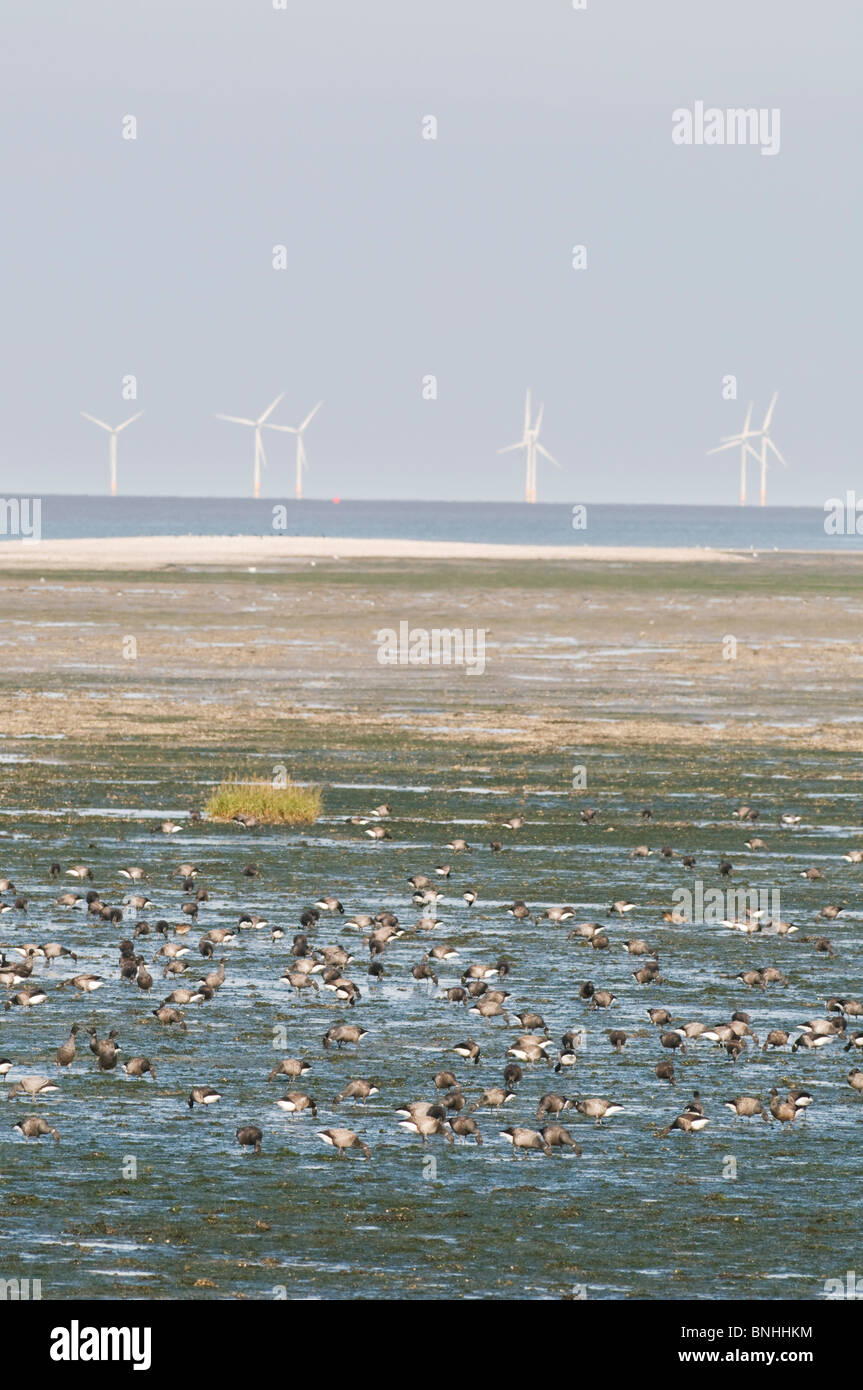 Brent Goose (Branta bernicla) feeding on mudflats, wind turbines, The ...