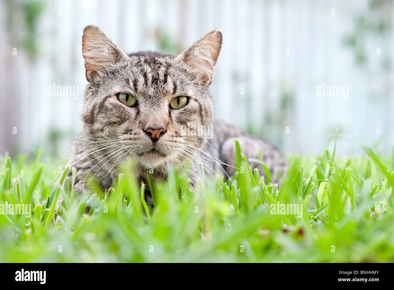 Senior male tabby sitting in the grass outdoors Stock Photo - Alamy