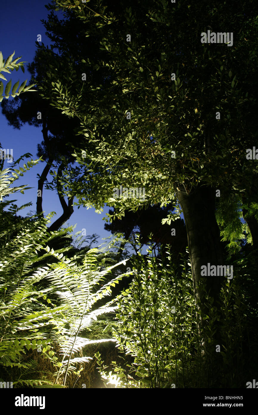 trees and branches illuminated with spotlight at night Stock Photo - Alamy
