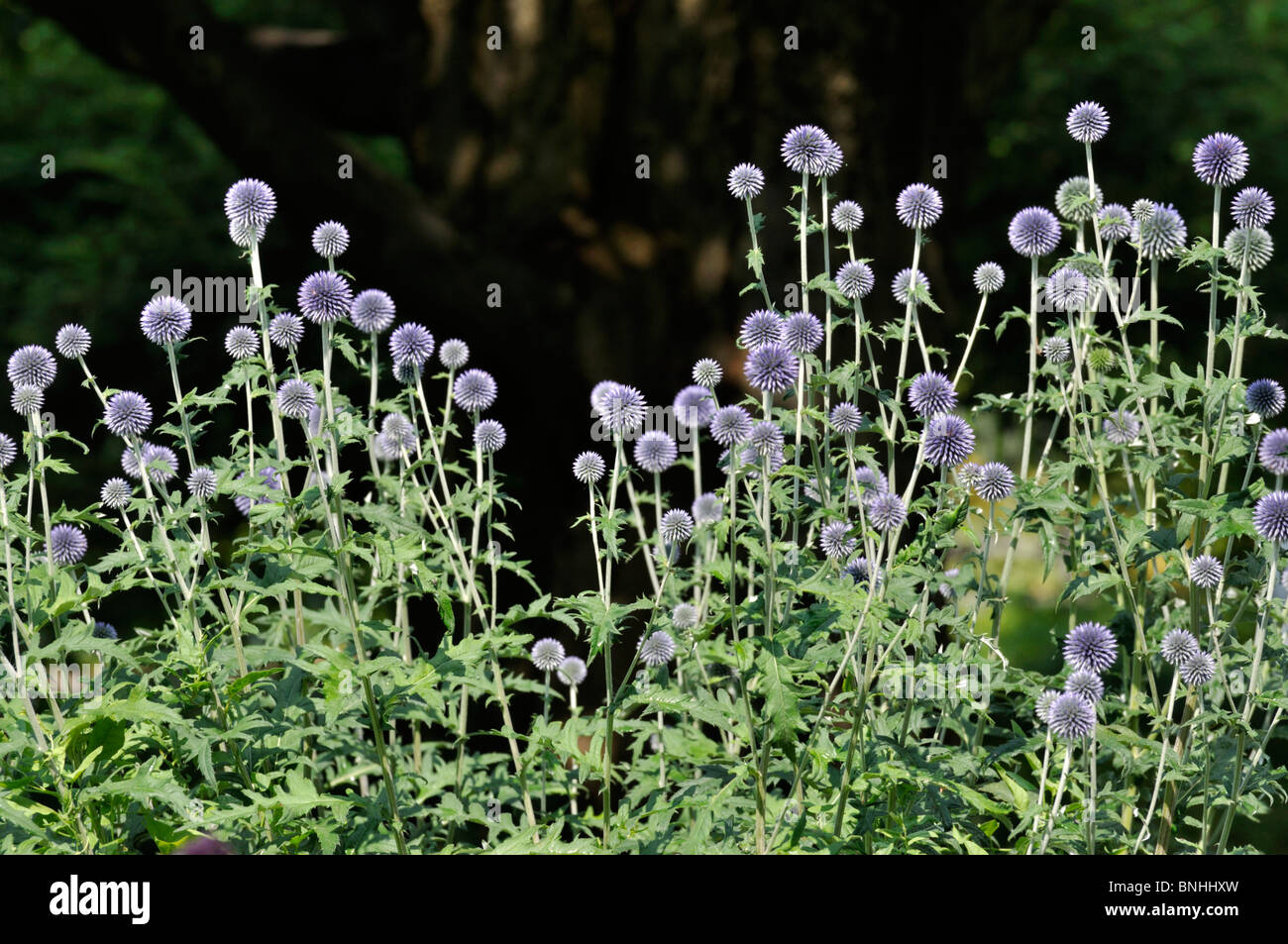 Globe thistle (Echinops ritro 'Veitch's Blue' Stock Photo - Alamy
