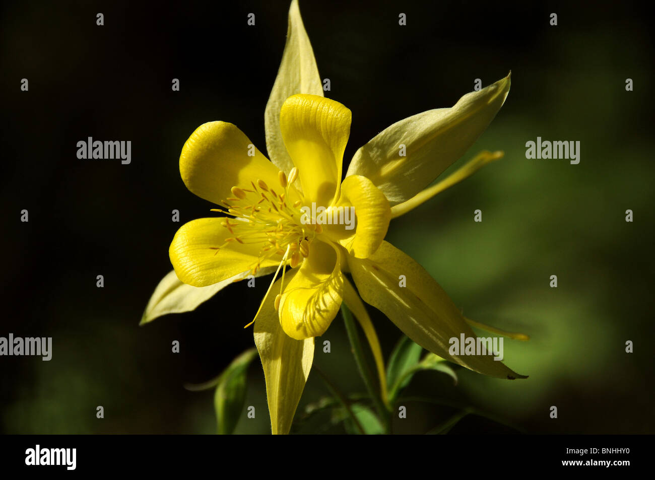 Golden Columbine, (Aquilegia chrysantha), grows on Mount Lemmon ...